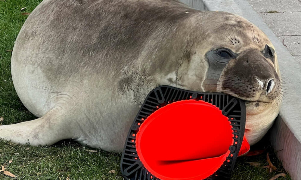 Stay Clear Of Neil The Seal - Tasmanian Times