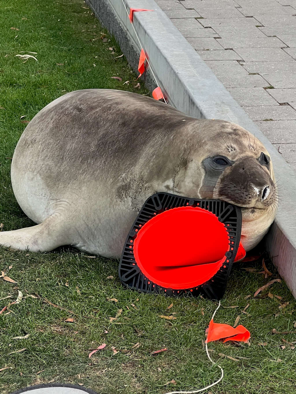 Stay Clear Of Neil The Seal - Tasmanian Times