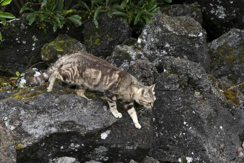 Forum - Managing Feral Cats On Farms - Tasmanian Times