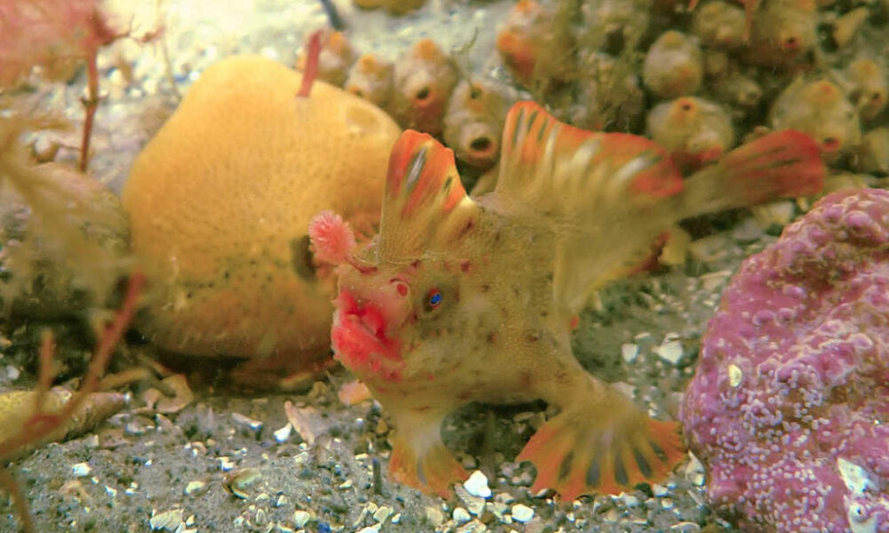 Funding Announced To Save Red Handfish From Extinction - Tasmanian Times