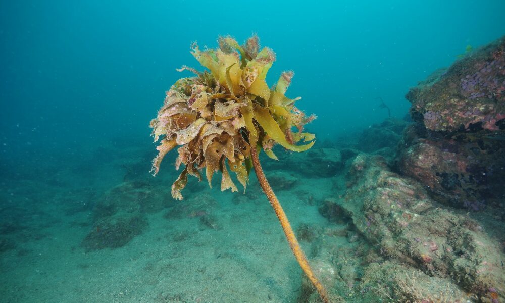 Small Ocean Critters Use Their Poo To Help Seaweeds Have Sex ...