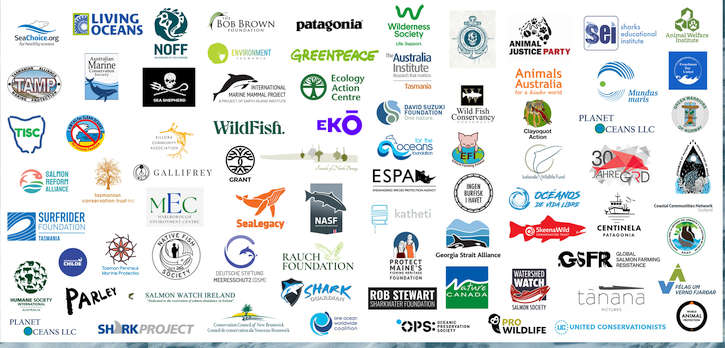 80 Groups Worldwide Demand Action On Maugean Skate, End To 'Sustainable ...