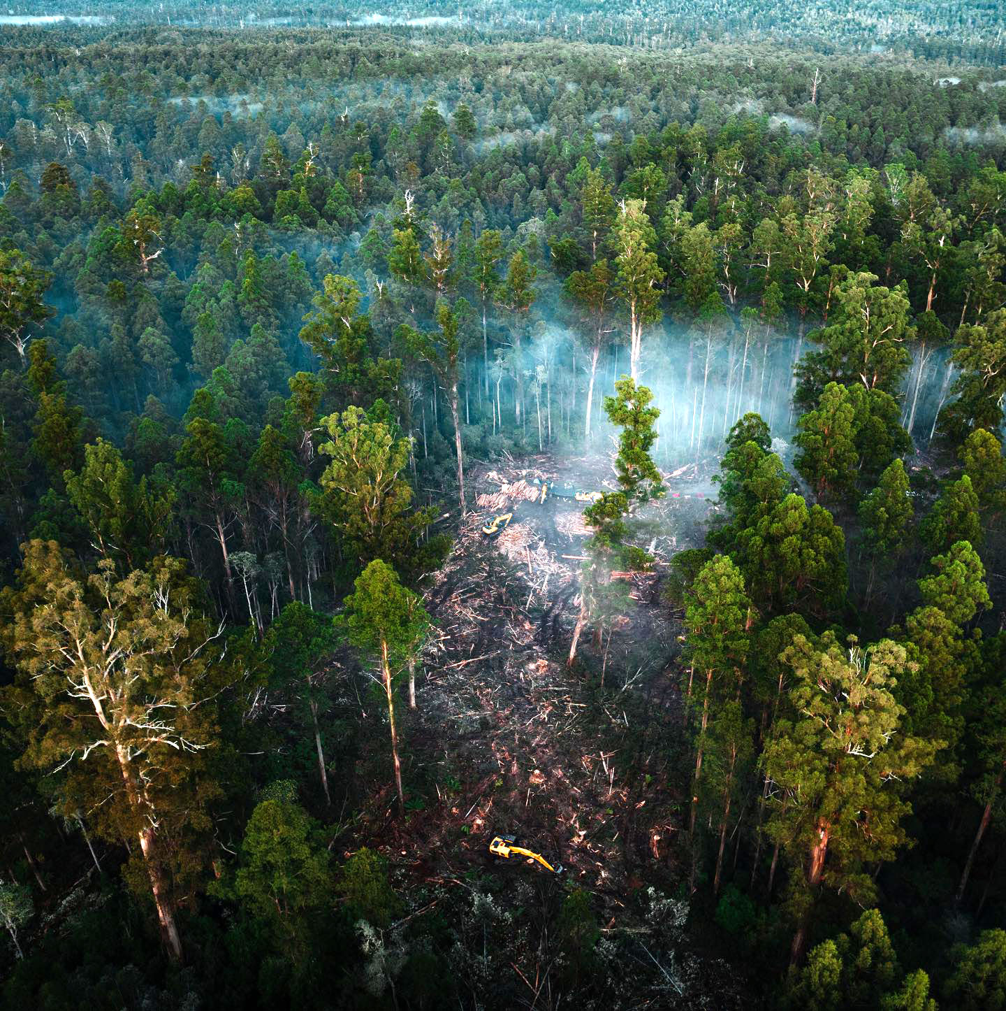 Giant Tree Evidence Florentine - Tasmanian Times