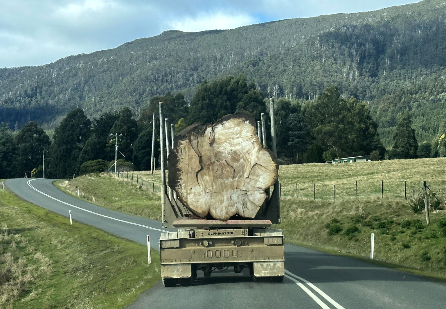 Giant Tree Evidence Florentine - Tasmanian Times