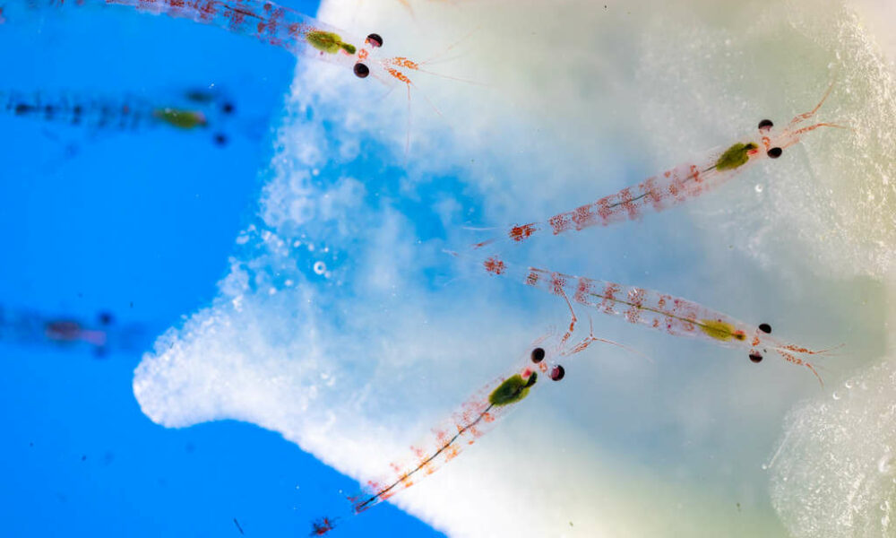 New Forecasting Model For Antarctic Krill - Tasmanian Times