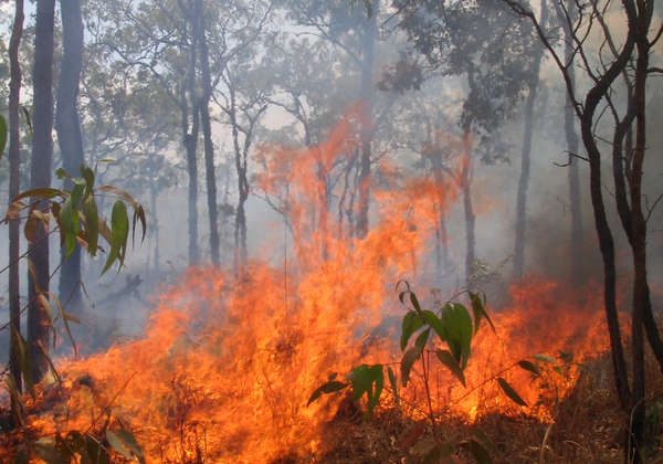 Hydro Tasmania 'Bushfire Ready' - Tasmanian Times