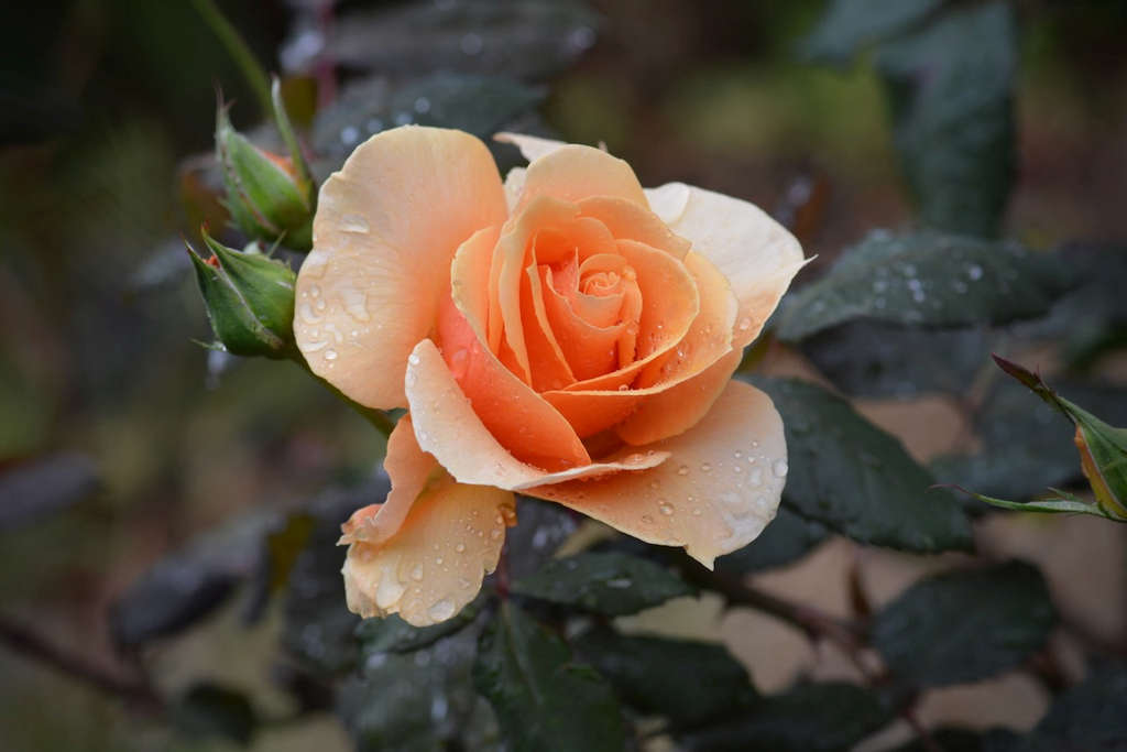 Promises (a Fado Poem) - Tasmanian Times