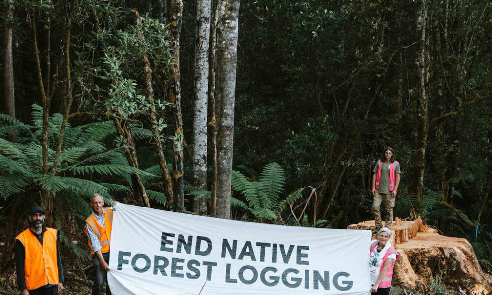 Forest Protesters Return To Styx Valley - Tasmanian Times