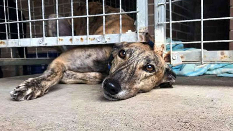 Call To End Tasracing's Involvement In Inspection And Anti-doping ...