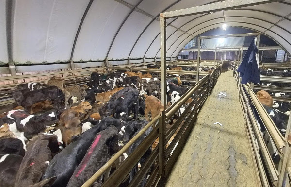 FTP Publishes Interactive Virtual Tours Of Tasmanian Slaughterhouses ...