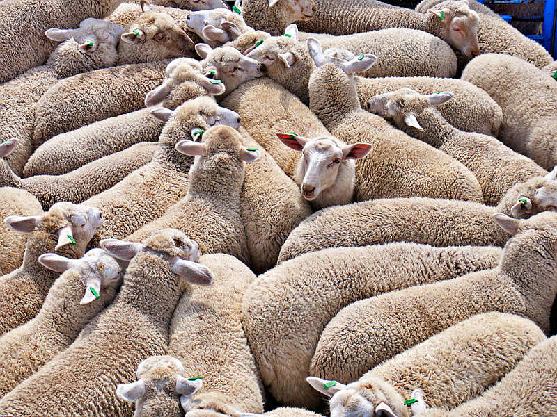 Wilkie: Sheep Export Ban A 'Big Win' - Tasmanian Times