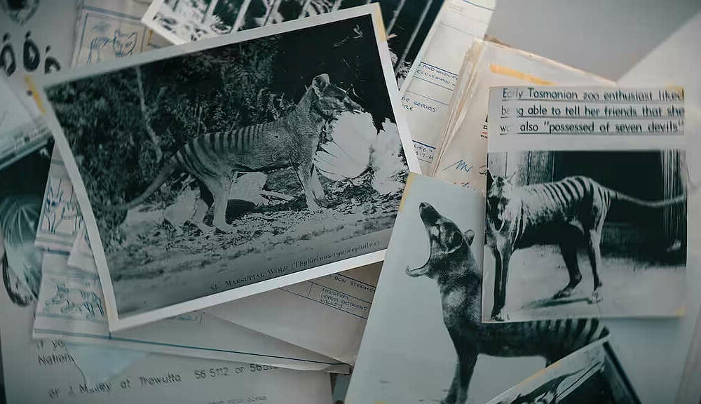 New Doco Hunting Thylacine Truth - Tasmanian Times