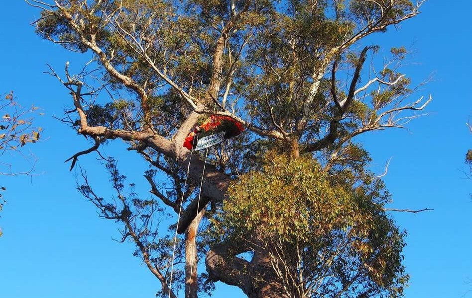 Bob Brown Appeals After Guilty Verdict In Forest Protest Case ...