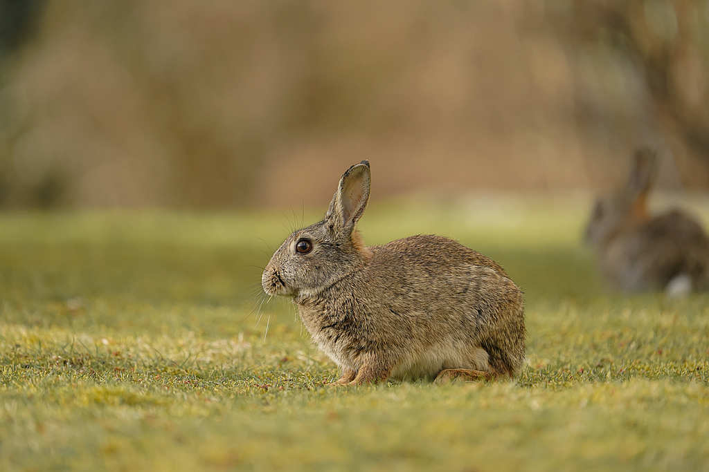 Calicivirus Release Likely In Autumn To Combat Rabbit Plague ...