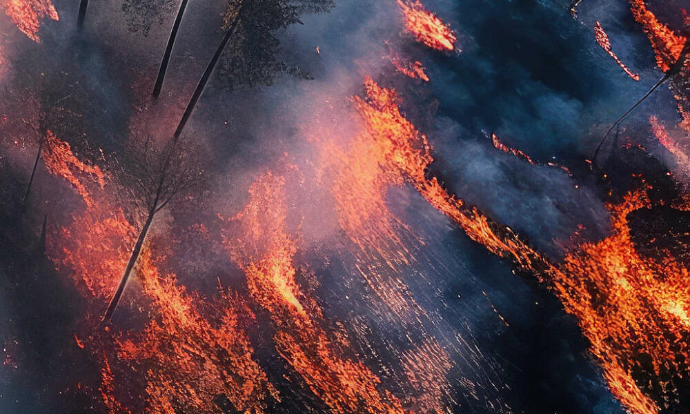 Bushfire Survivors Urge Climate Action - Tasmanian Times