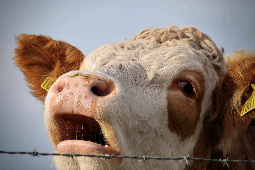 Saputo Finds Buyer For King Island Dairy - Tasmanian Times