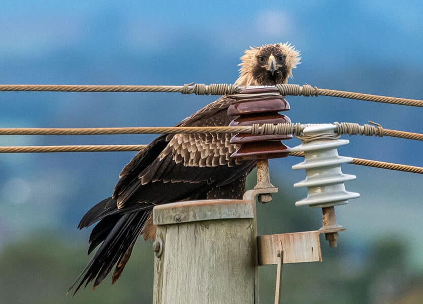 Safer Skies For Tasmania's Wedge-tailed Eagles - Tasmanian Times