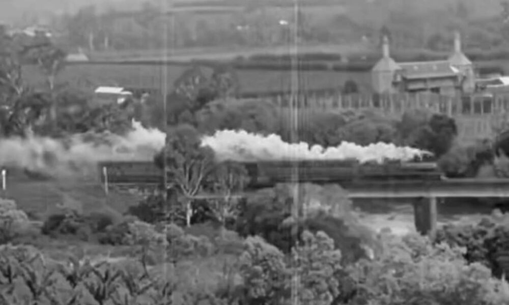 The Turbo Chook: Tasmania’s Native Hen - Tasmanian Times