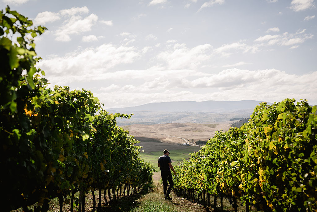 Tasmania's Cool Climate Wines Are Soaring In Popularity - Tasmanian Times