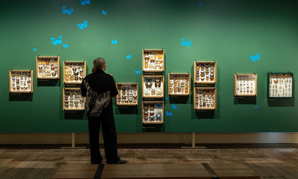 New TMAG Exhibit Celebrates Beautiful, Resilient Butterflies ...