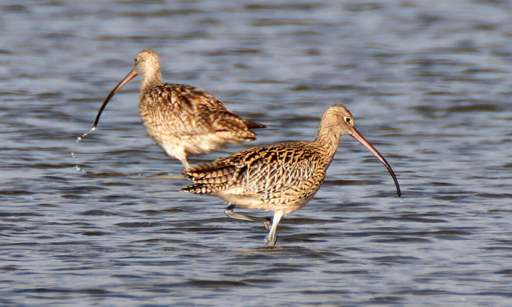 Citizen Scientists Help Listen For Endangered Curlew Calls - Tasmanian ...