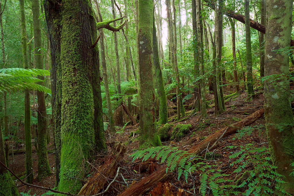 Central Coast Council Votes For Logging End In Dial Range - Tasmanian Times