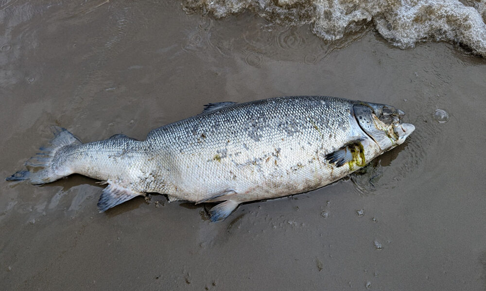 Antibiotic Saturation And Deformities Expose Salmon Industry Crisis ...