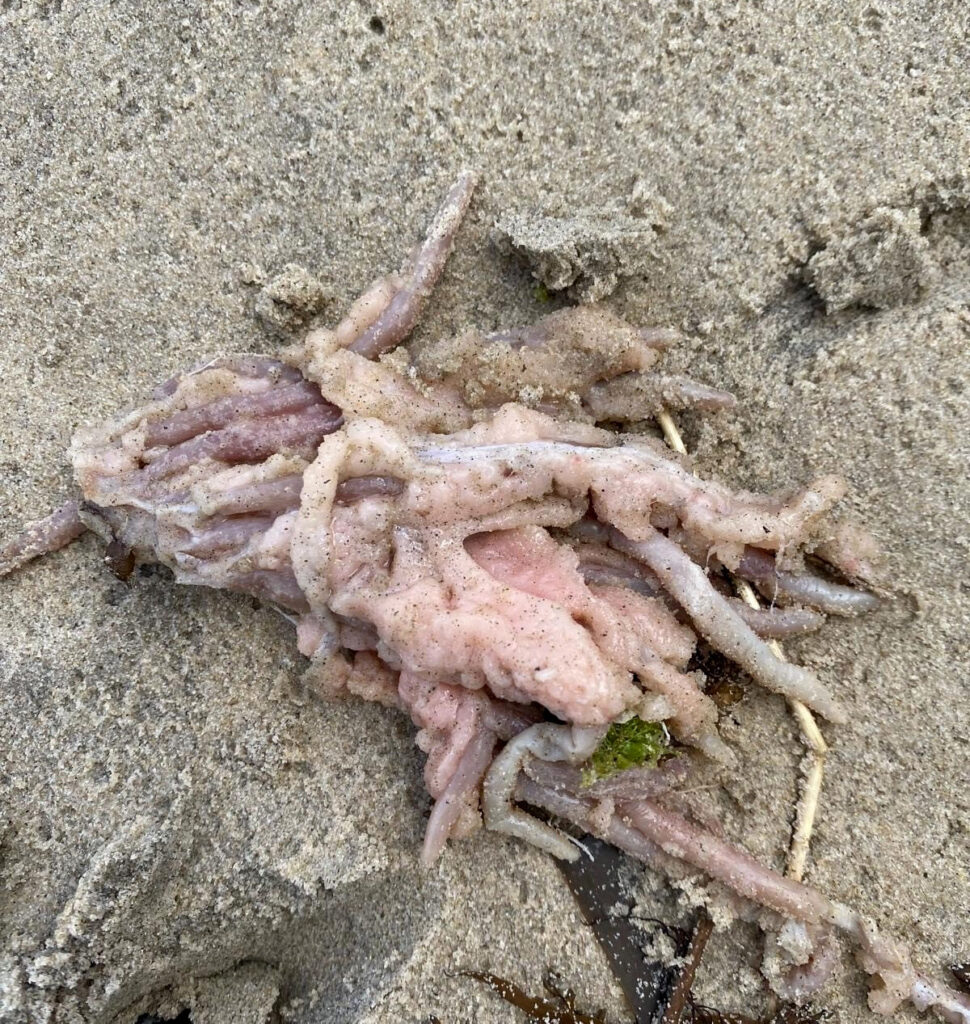 Rotting Salmon Waste Fouls Verona Sands Beach - Tasmanian Times