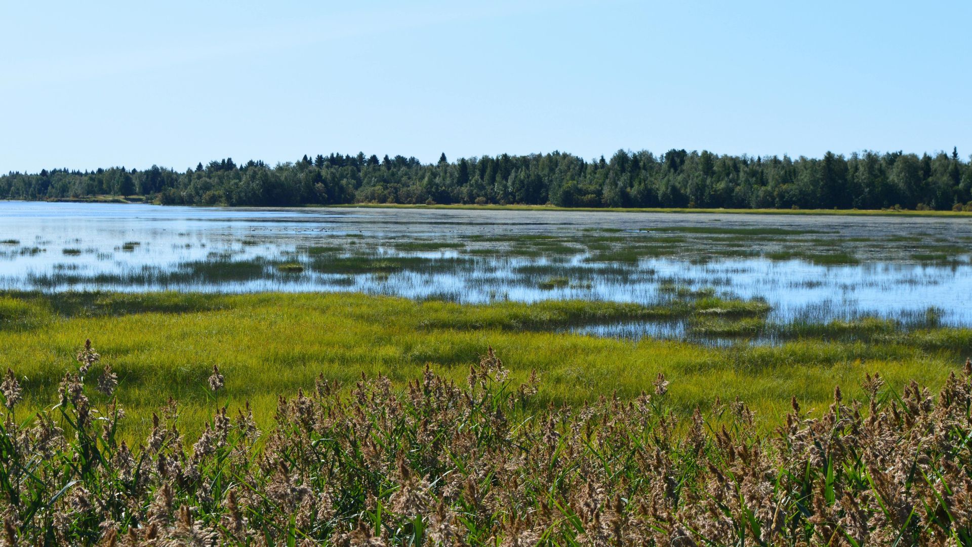 Family Fun This World Wetlands Day - Tasmanian Times