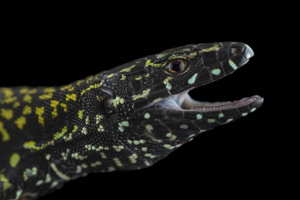 UTAS Demystifying Colour-Changing Wall Lizards - Tasmanian Times