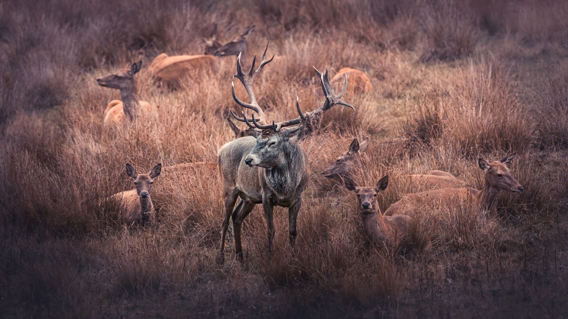 Concerns Raised Over Government’s Deer Management Direction - Tasmanian ...